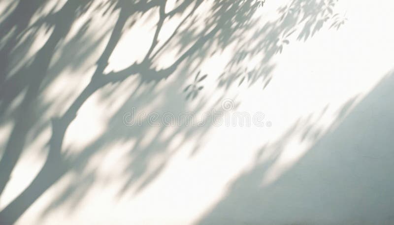 Abstract Aesthetic Shadow on White Textured Wall. Elegant Shadow ...