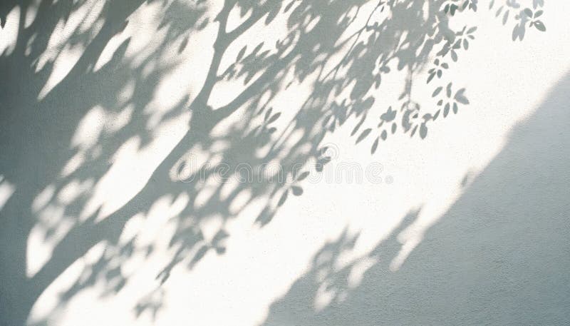 Abstract Aesthetic Shadow on White Textured Wall. Elegant Shadow ...