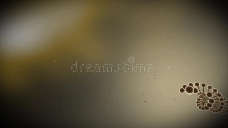 Abstract Animation of Bacteria in Microscopic View Stock Footage ...