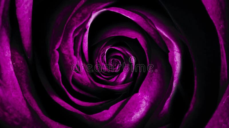 Abstract Animation of Spinning Purple Rose Bud. Beautiful Animation ...