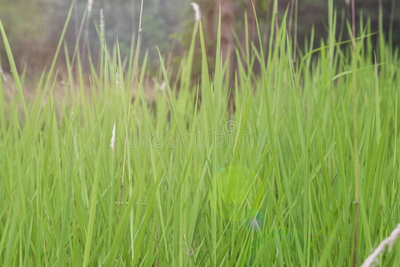 Scraped Grounds Stock Photos - Free & Royalty-Free Stock Photos from ...