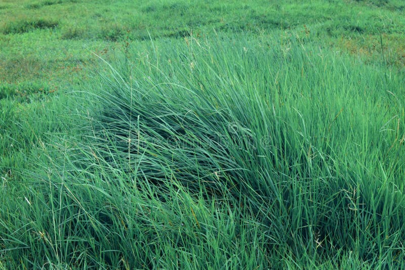 Abstract Art Backgrounds with Green Foliage. Beautiful Environmental ...