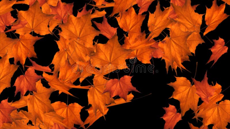 Abstract Autumn Background , Falling Maple Leaf and Dry Leaf 3D Alpha ...