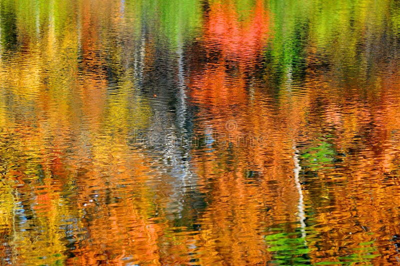 Abstract Autumn Reflection 4 Stock Image - Image of trees, birch: 29716205