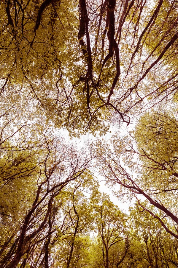 Abstract Autumn Tree Canopy 1 Stock Photo - Image of light, scene ...