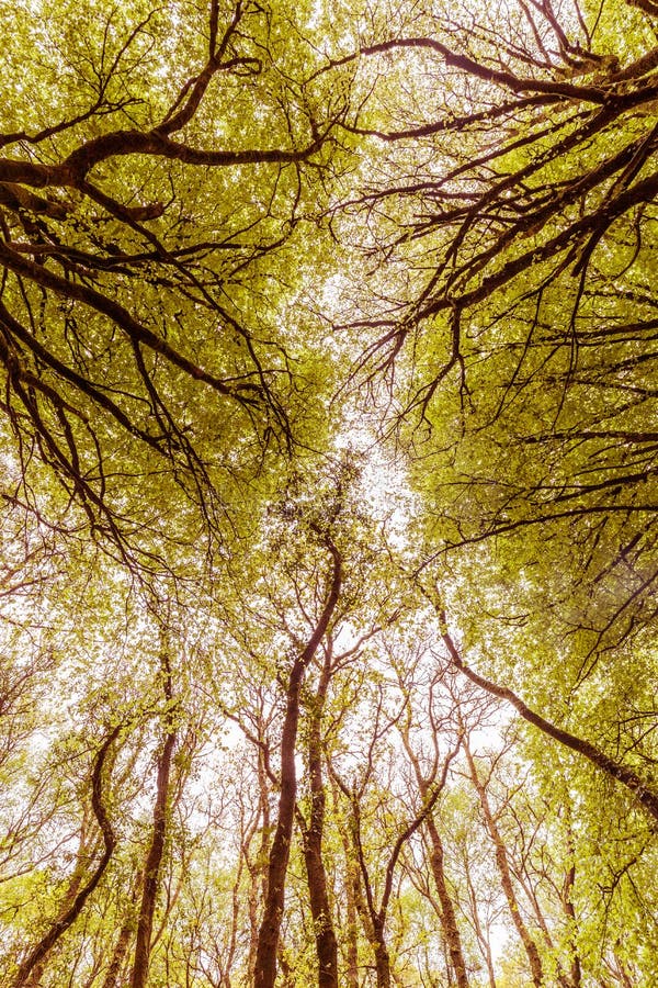 Abstract Spooky Woodland Tree Canopy Stock Photo - Image of spring ...