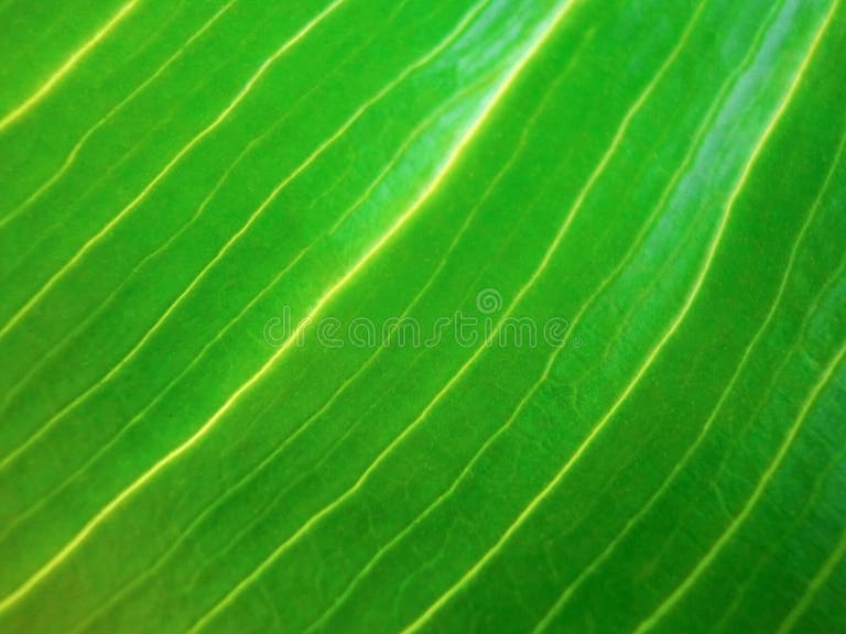 Abstract Bacground of Glowing Diagonal Lines, Natural Green Leaf Stock ...