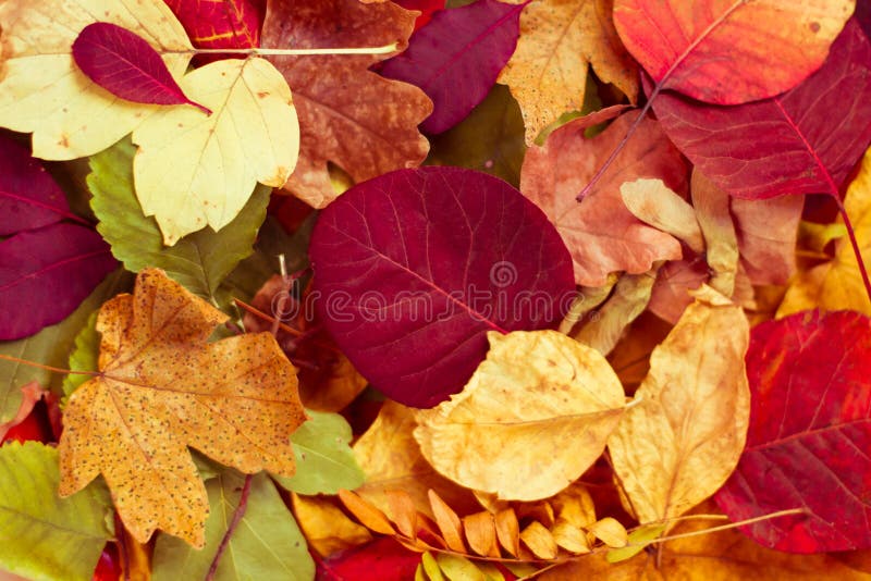 Abstract Background of Autumn Leaves. Autumn Background. Stock Image ...