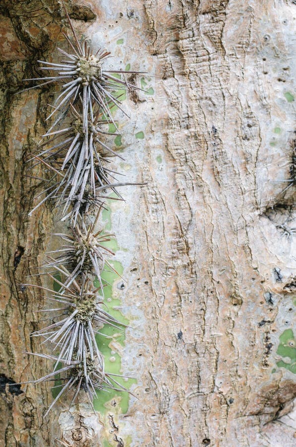 Abstract Background with Bark of Tree and Thorns. Stock Photo - Image ...