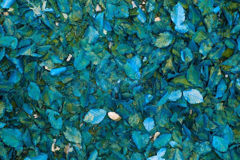 Abstract Background of Blue Fall Leaves Stock Photo - Image of ground ...