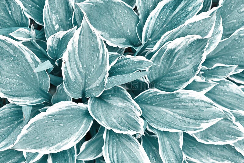 Abstract Background of Blue Leaves of Host Flower in Summer Garden ...