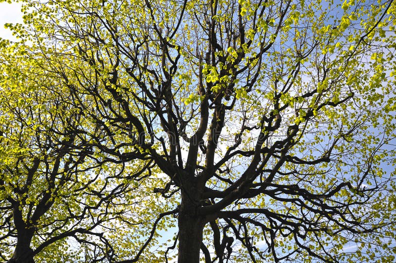 Abstract Background with Branches of Lime Trees Stock Image - Image of ...