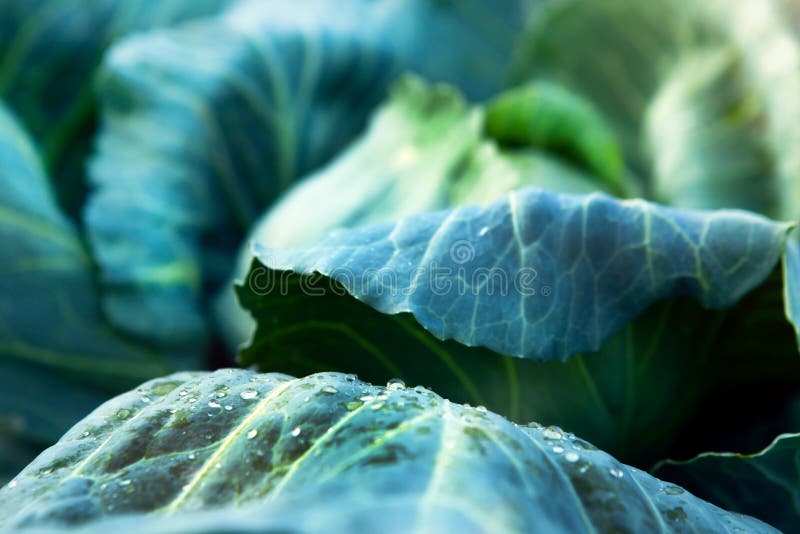 Abstract Background of Cabbage Leaves. Stock Image - Image of product ...