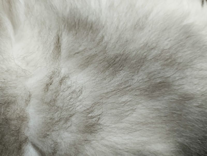 Abstract Background with Cat Fur Looks Cool Stock Photo - Image of ...