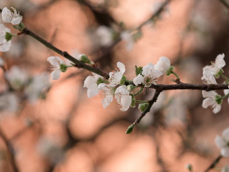 Cheery Flower on Vine on Banks of Kok River, Thailand Stock Image ...