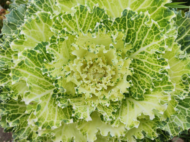 Abstract Background Close-up of Decorative Cabbage Stock Photo - Image ...