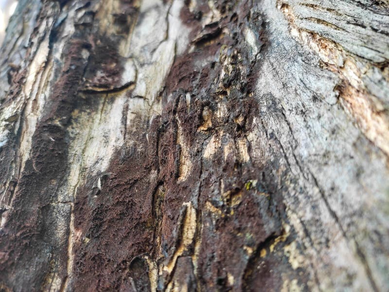 Abstract Background Close Up View of Textured Tree Bark Having Various ...