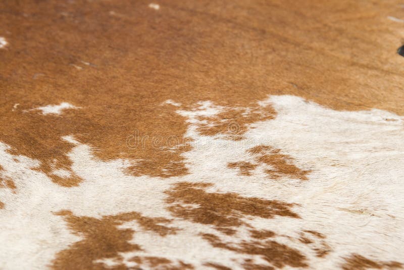 Abstract Background of Closeup Cow Skin Texture Stock Photo - Image of ...