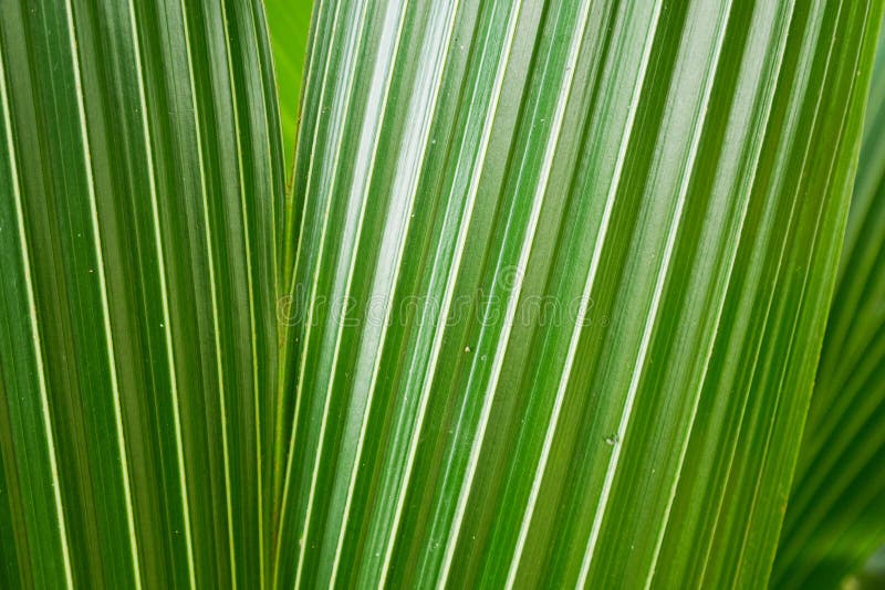 Abstract Background Coconut Leaf Stock Photo - Image of greenery, color ...