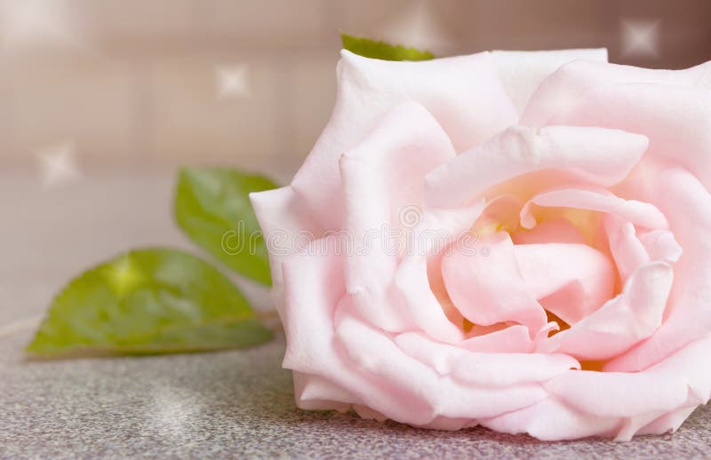 Abstract Background and Color Filter of Pink Rose. Stock Image - Image ...