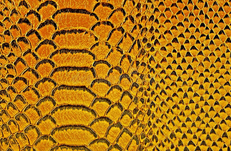 Colored Snakeskin Shoes in Square Composition Stock Photo - Image of ...