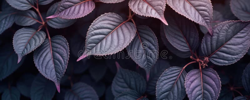 Abstract Background of Dark Blue, Purple Leaves. Creative Layout with ...