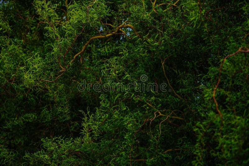Dense Green Leaves of Shady Trees Stock Photo - Image of dense, trees ...