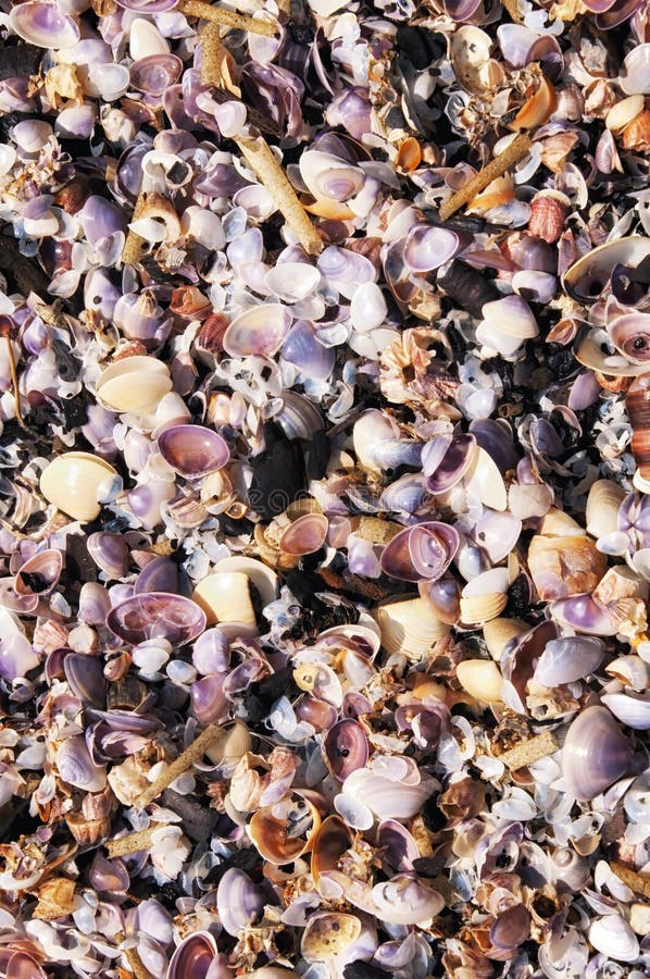 Seashell Background Vietnam Beach Tropical Stock Photo - Image of ...