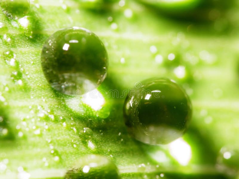Abstract Background. Drops of Water Stock Photo - Image of spider ...
