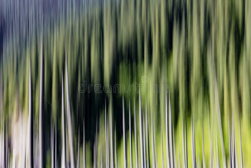 Abstract Background of Empty Trees Blurred Stock Photo - Image of ...