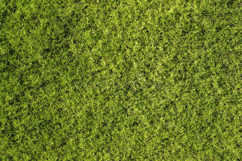 Background of Fine Green Moss, Top View Stock Photo - Image of green ...