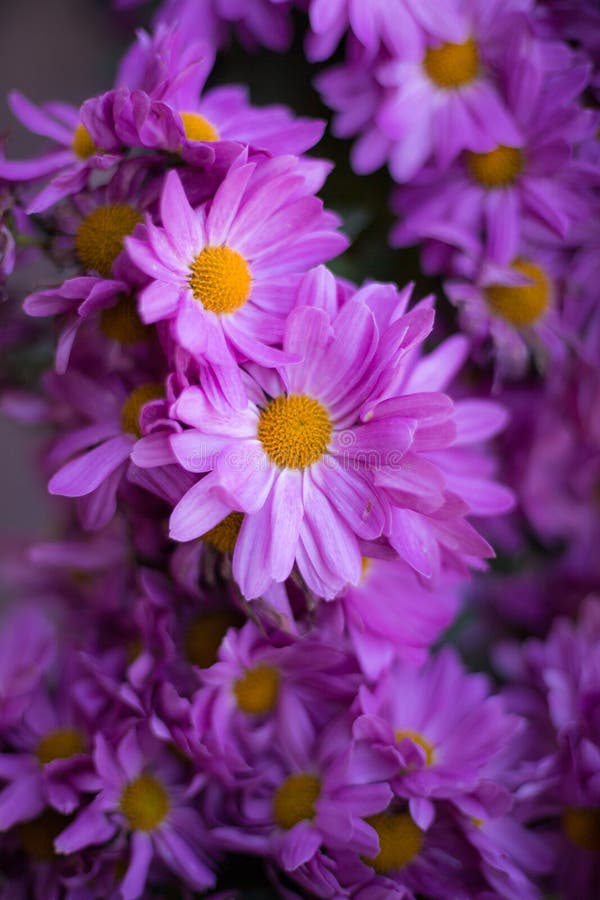 Flowers full color stock image. Image of dahlia, abstract - 140040901