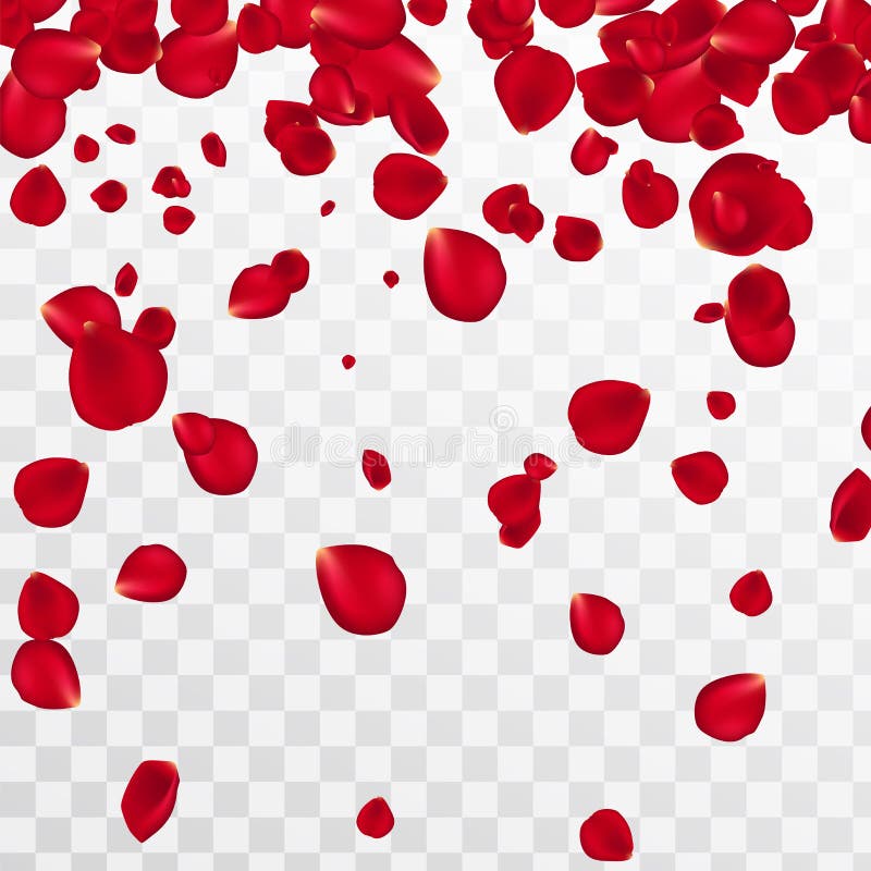 Abstract Background with Flying Red Rose Petals on a White Transparent ...