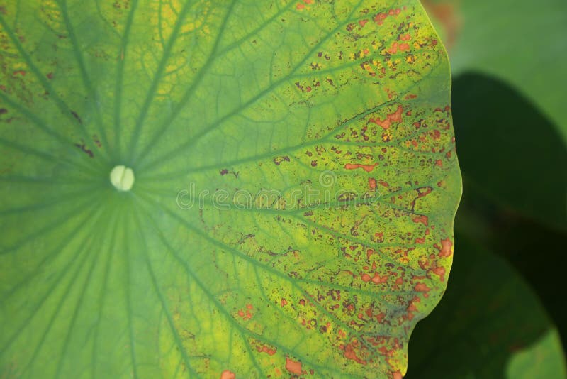 Abstract Background in the Form of Green with Colored Spots of a Round ...