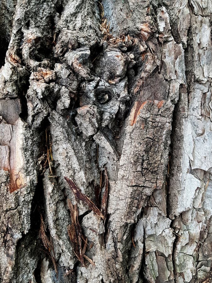 Abstract Background in the Form of Textured Tree Bark Stock Image ...