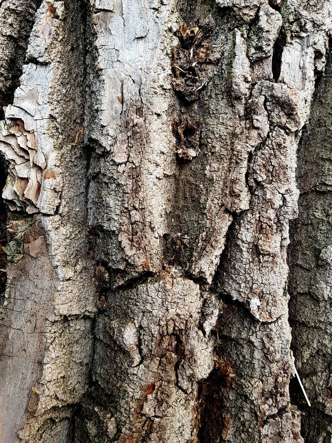 Abstract Background in the Form of Textured Tree Bark Stock Image ...