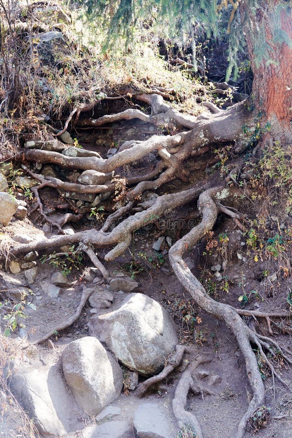 Abstract Background Formed by Tree Roots Stock Photo - Image of pattern ...