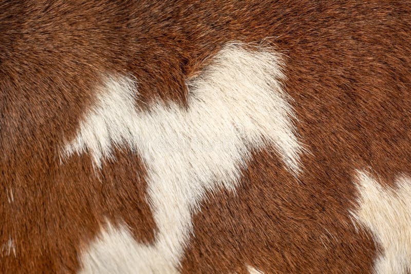 Abstract Background of the Fur Stock Image - Image of fluffy, goat ...