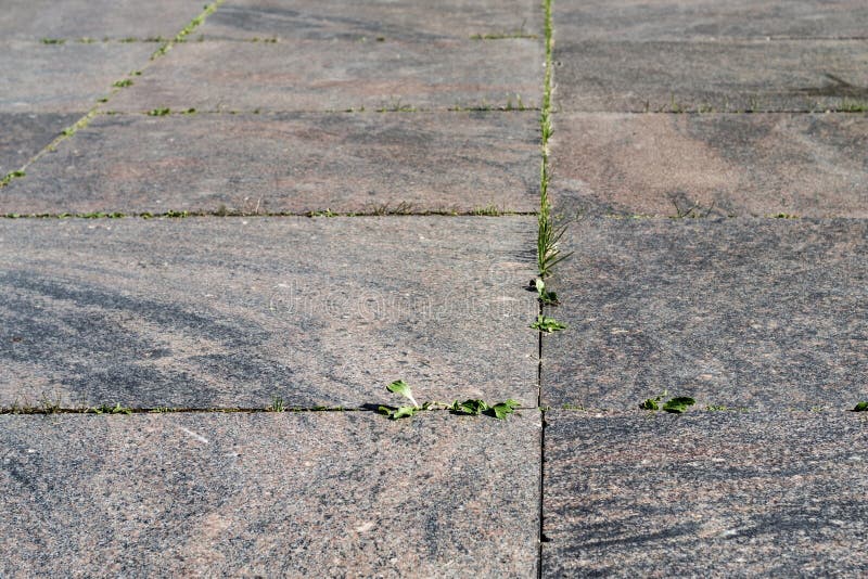 Abstract Background with Granite Slabs, in the Joints of Which Grass ...