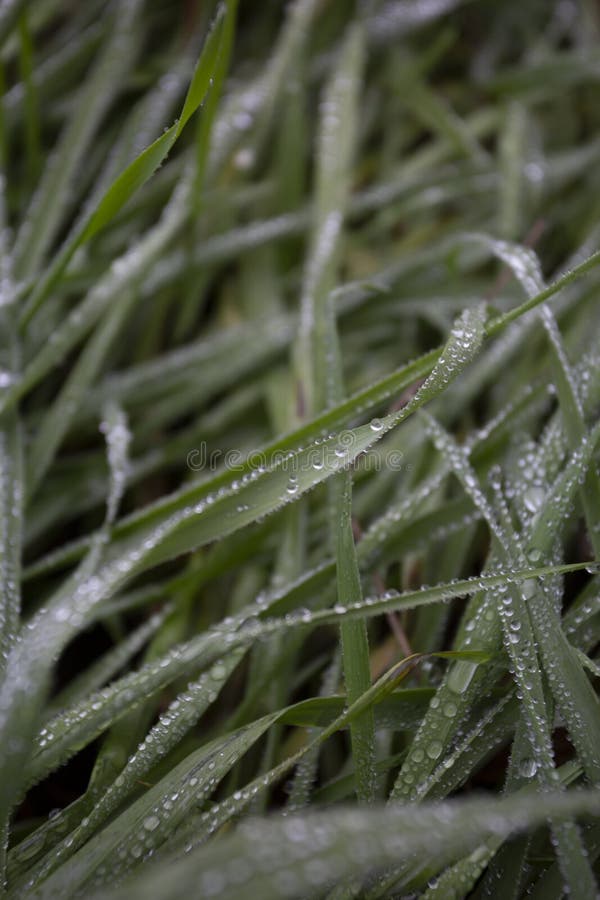 Abstract Background Grass in Dew, Vertical Frame Stock Image - Image of ...