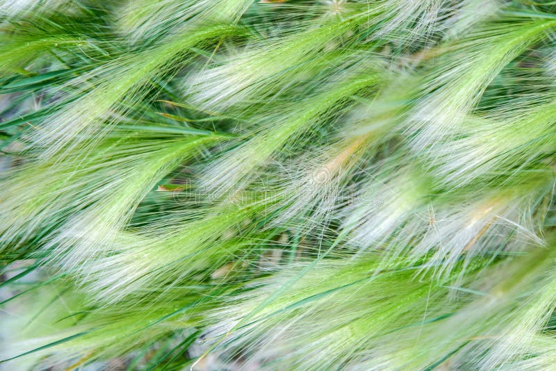 Abstract Background of Green Ears of Corn Stock Photo - Image of light ...