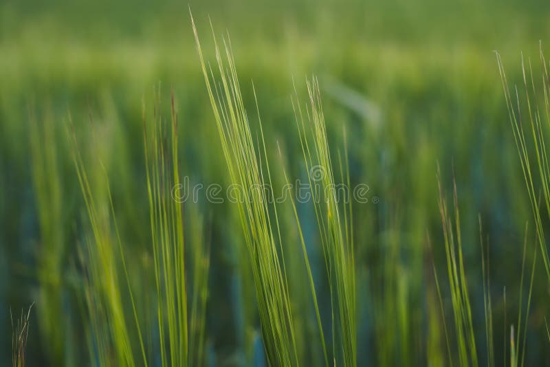 Abstract Background of Green Leaves, Selective Focus, Close-up. Stock ...