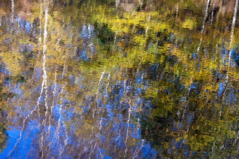 Abstract Background of Growing Trees Reflection on a Water Surface ...