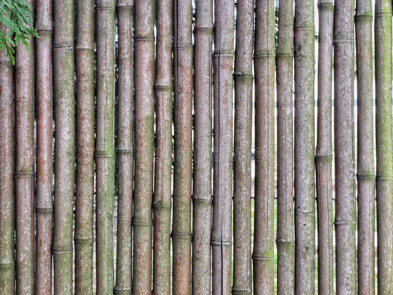 An Abstract Background Image of a Vertical Bamboo Fencing Stock Image ...