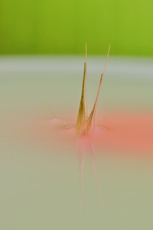 Abstract Background Images Water Effects Stock Photo - Image of grass ...