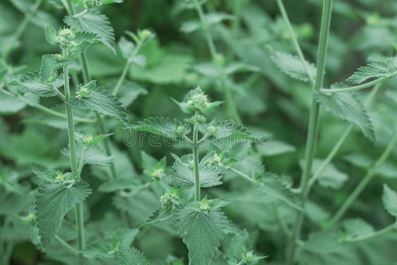 Abstract Background with Inflorescences and Mint Leaves Stock Image ...