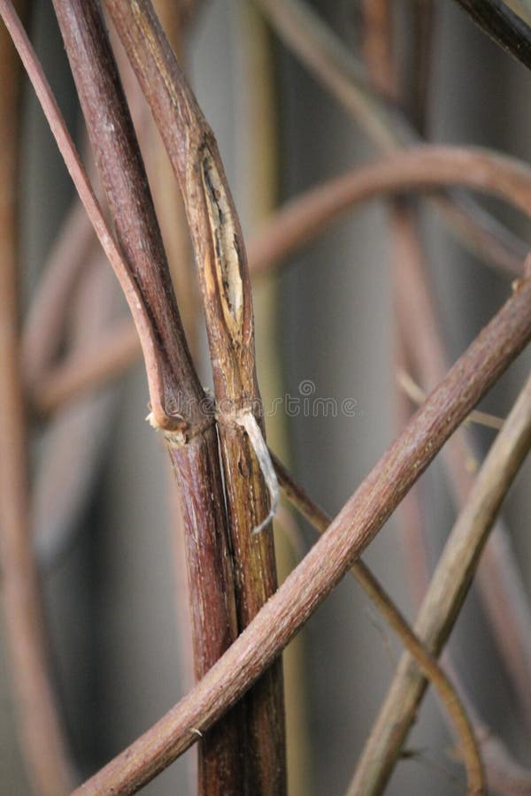 Texture Of Intertwined Branches Stock Photo - Image of branches ...