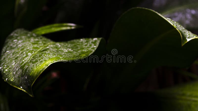 Abstract Background of Leaf with Splash of Water Stock Photo - Image of ...