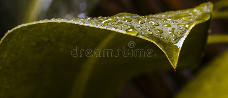 Abstract Background of Leaf with Splash of Water Stock Photo - Image of ...