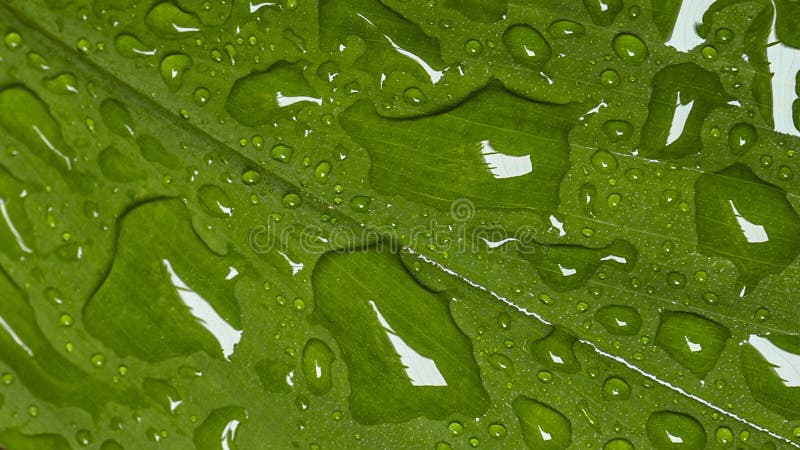 Abstract Background of Leaf with Splash of Water Stock Photo - Image of ...